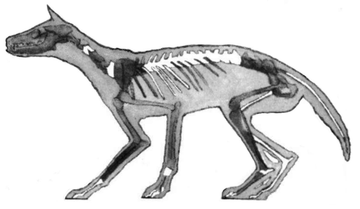 Cynotherium 🦤 Вимерлий світ