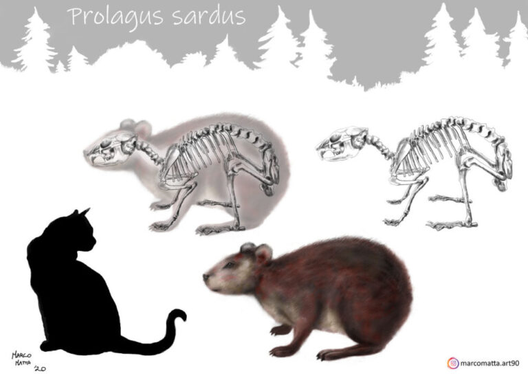 Prolagus sardu — вид зайцеподібних з Європи 🦤Вимерлий світ