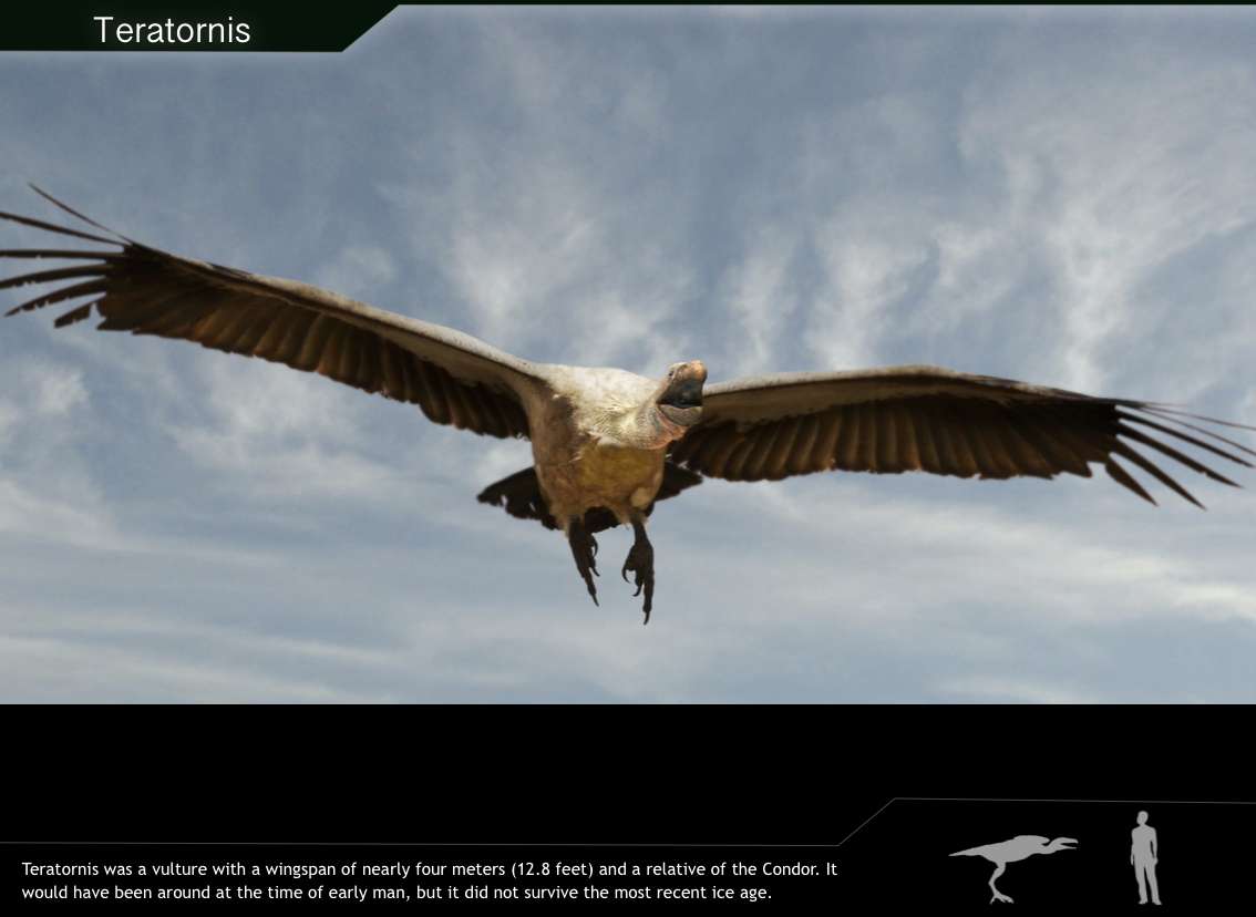 Teratornis — загадковий яструб з плейстоцену 🦤 Вимерлий світ
