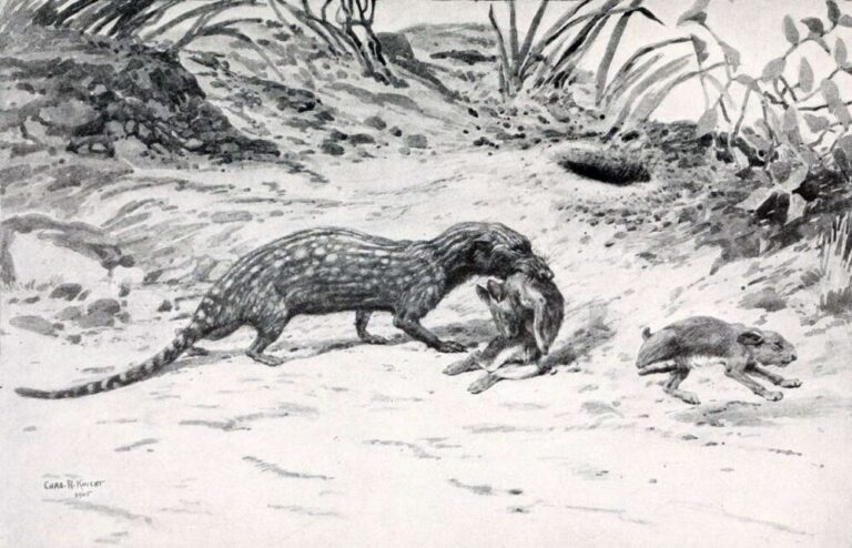 Cladosictis — метатерій з міоцену 🦤 Вимерлий світ