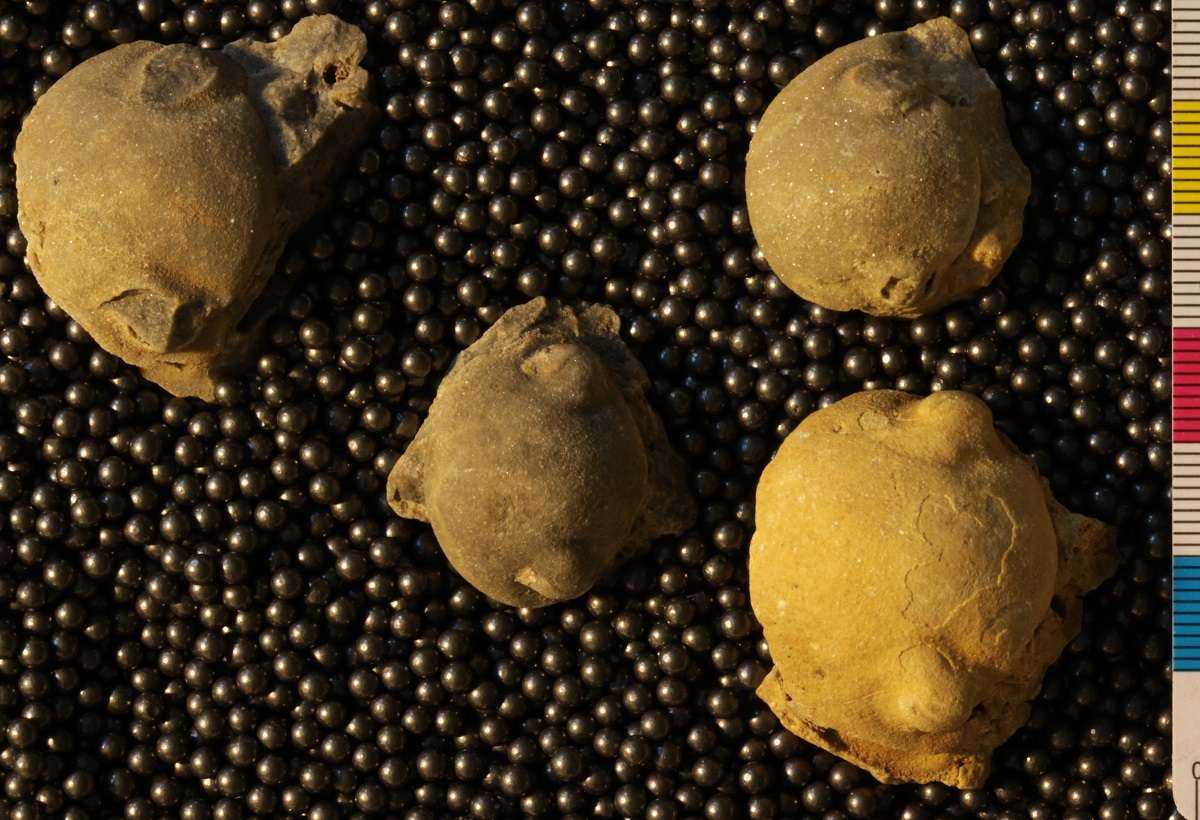 Bumastus 🦤 Вимерлий світ