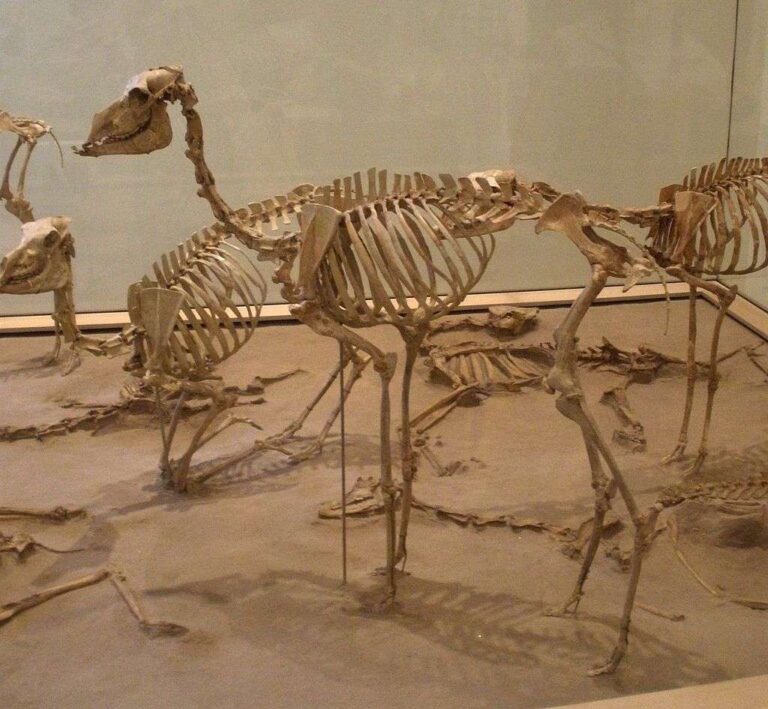 Stenomylus 🦤 Вимерлий світ