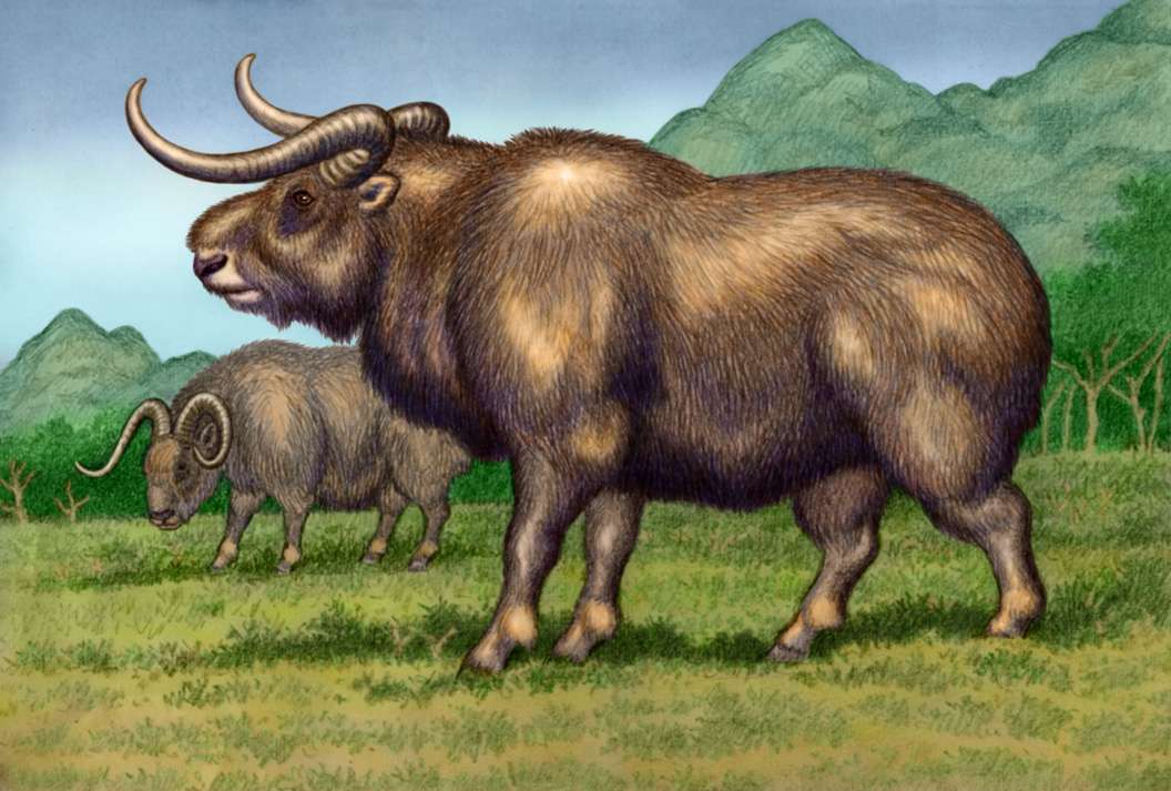 Euceratherium 🦤 Вимерлий світ