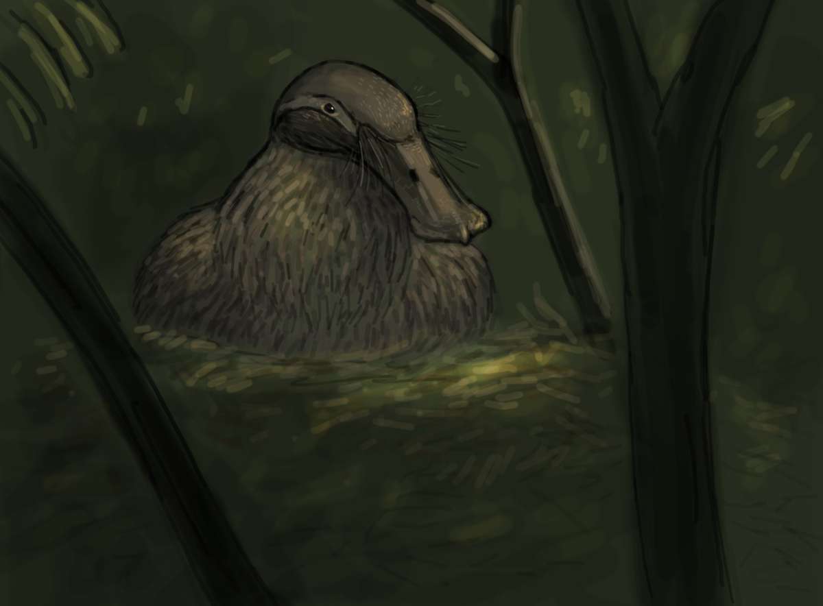 Talpanas lippa - сліпа качкаTalpanas lippa 🦤 Вимерлий світ