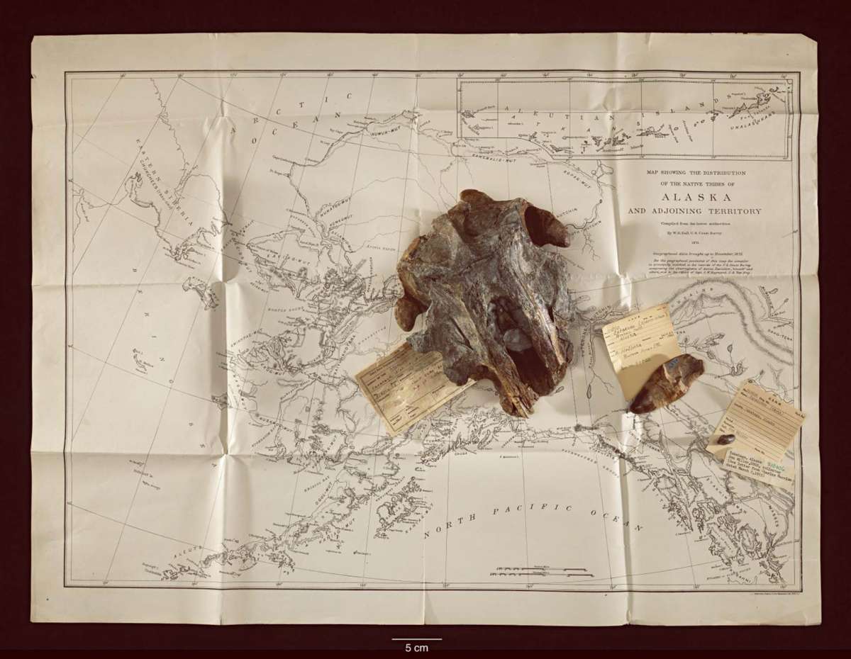 Arktocara 🦤 Вимерлий світ