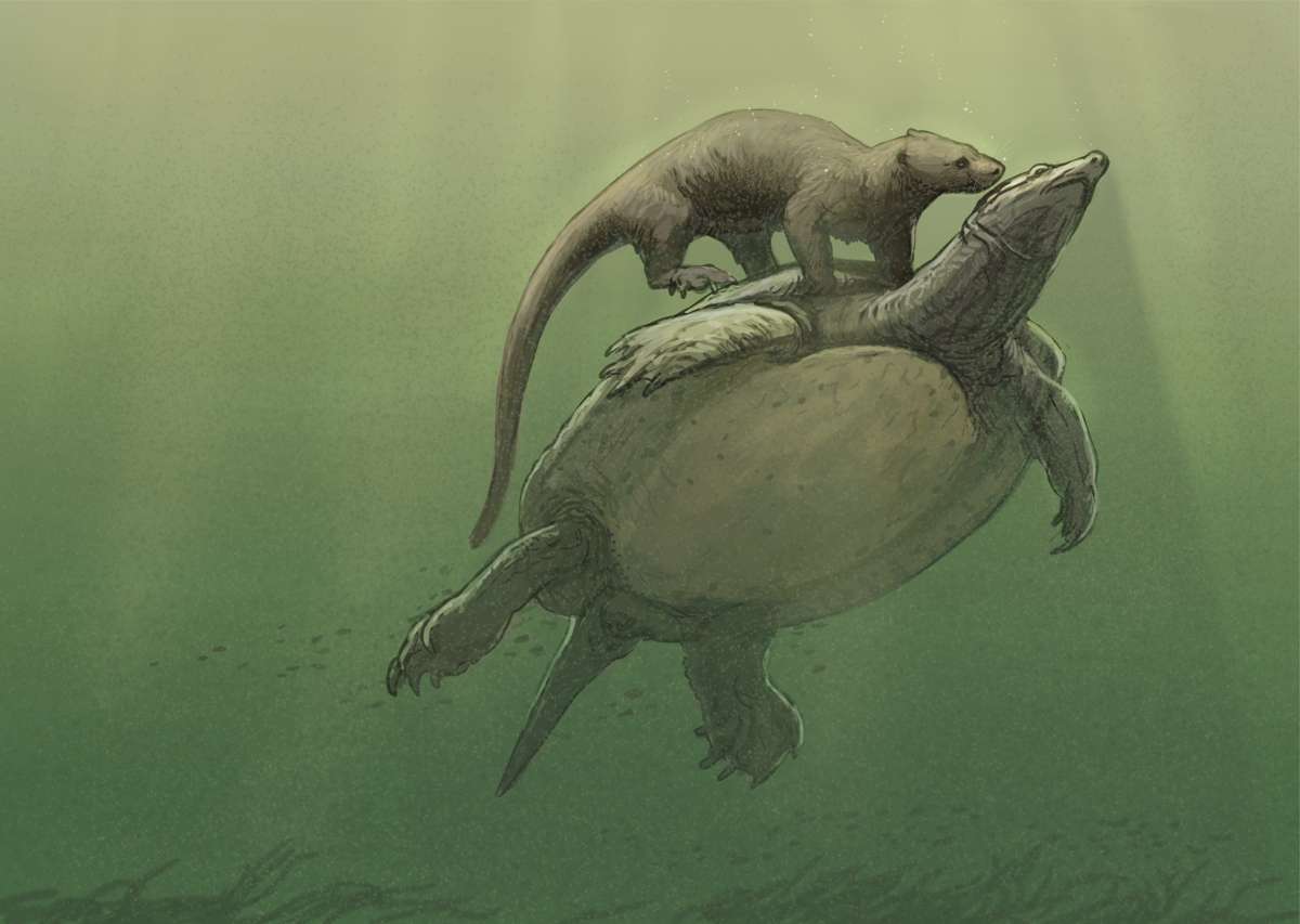 Palaeosinopa 🦤 Вимерлий світ