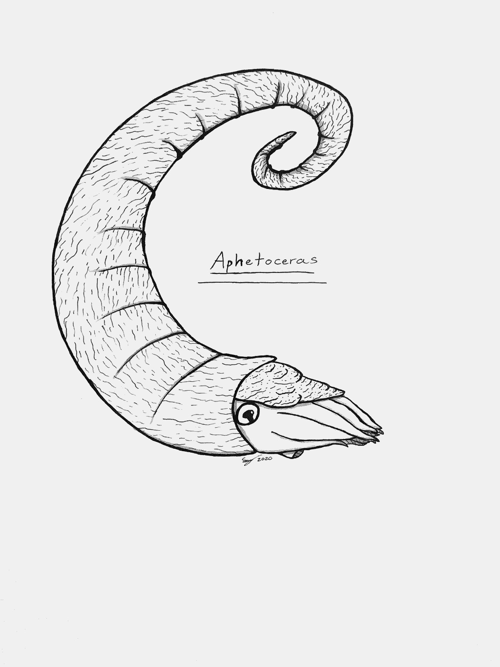 Aphetoceras 🦤 Вимерлий світ