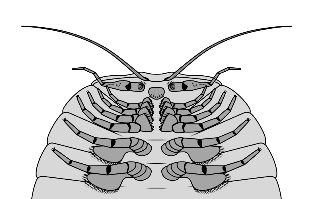 Cheloniellon — хелонієлід з девону Європи 🦤 Вимерлий світ