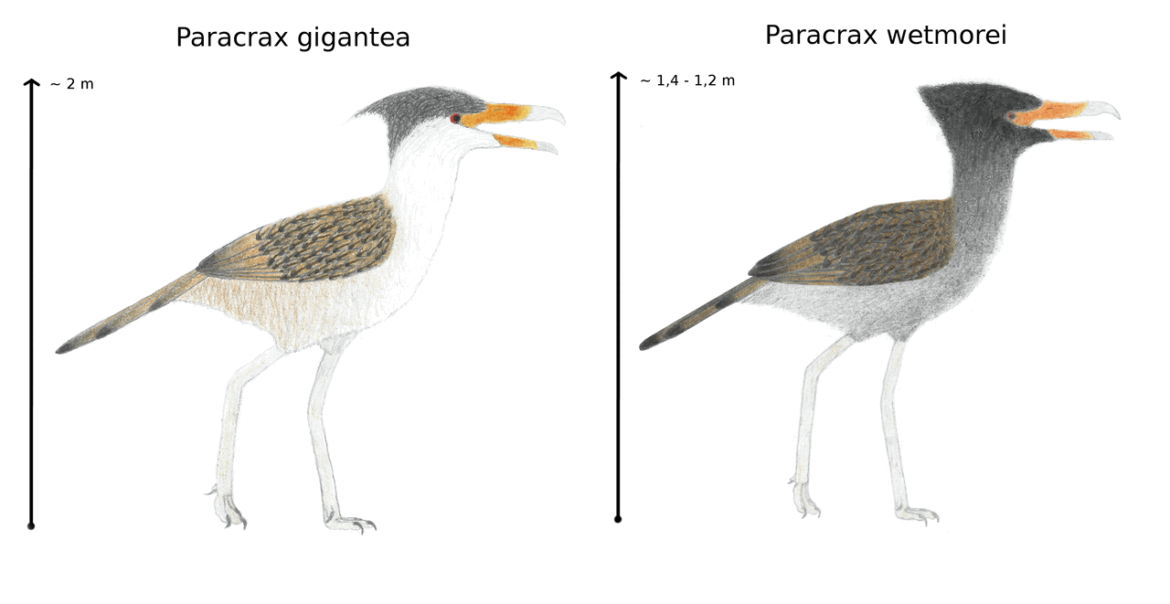 Paracrax — хижий нелітаючий птах 🦤 Вимерлий світ