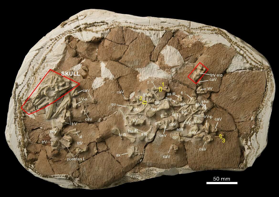 Archaeovaranus 🦤 Вимерлий світ