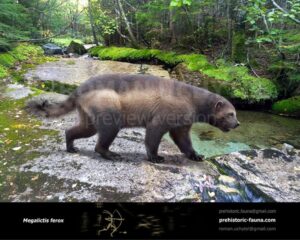 Megalictis 🦤 Вимерлий світ