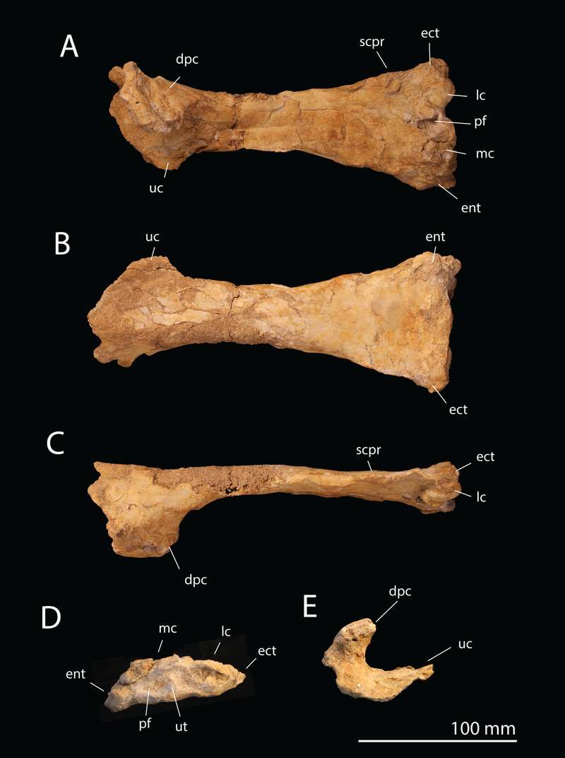 Tethydraco — птеродактилоїд з крейди Марокко 🦤Вимерлий світ