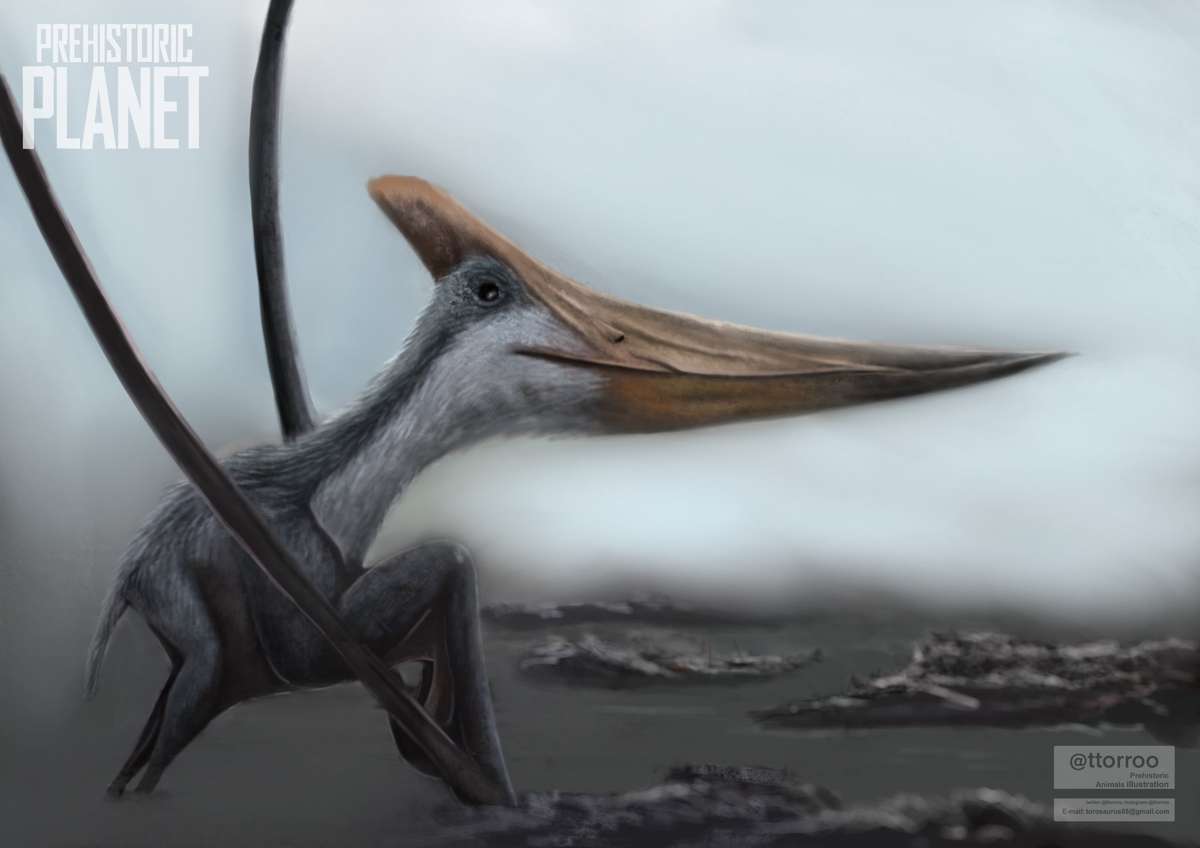 Tethydraco — птеродактилоїд з крейди Марокко 🦤Вимерлий світ