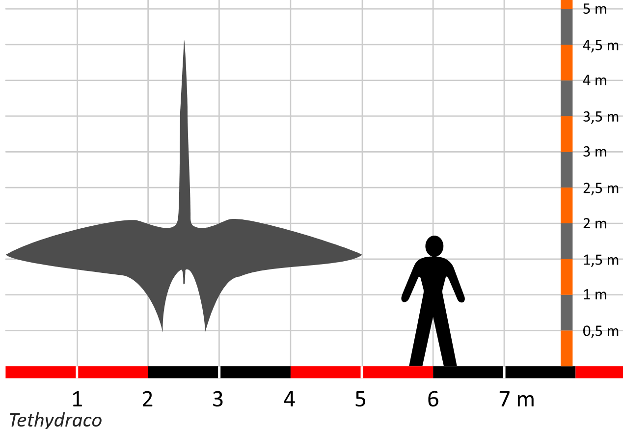 Tethydraco — птеродактилоїд з крейди Марокко 🦤Вимерлий світ