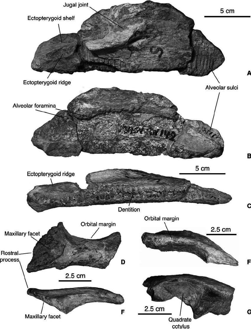 Secernosaurus 🦤 Вимерлий світ