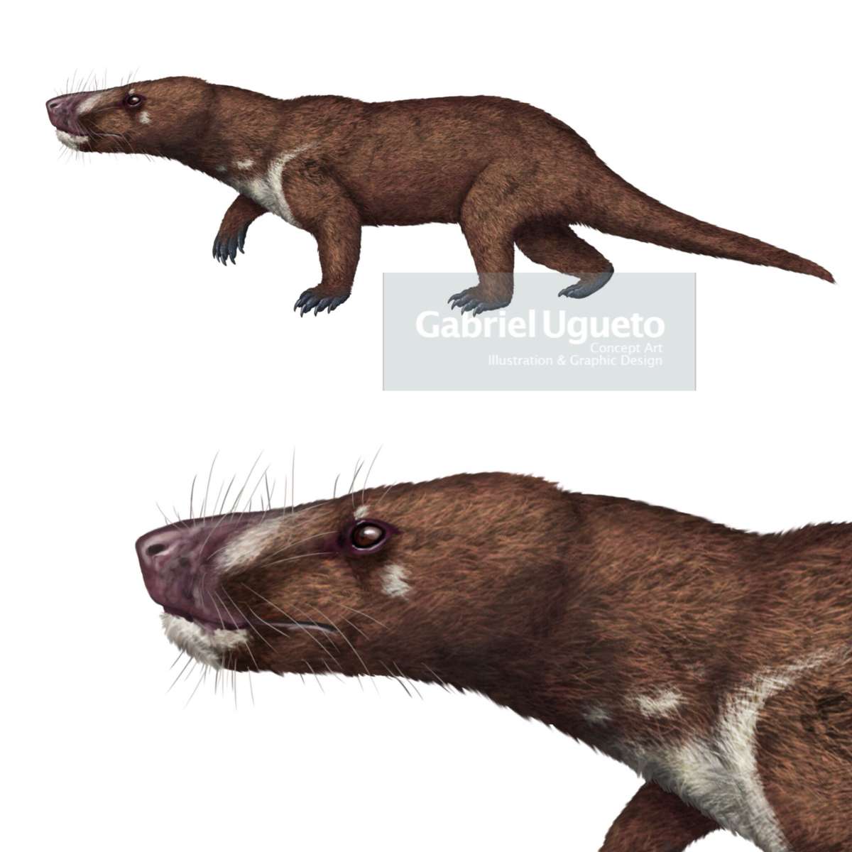 Ericiolacerta 🦤 Вимерлий світ