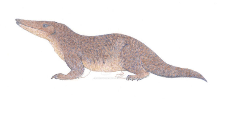 Teinolophos — рід однопрохідних з крейди 🦤 Вимерлий світ