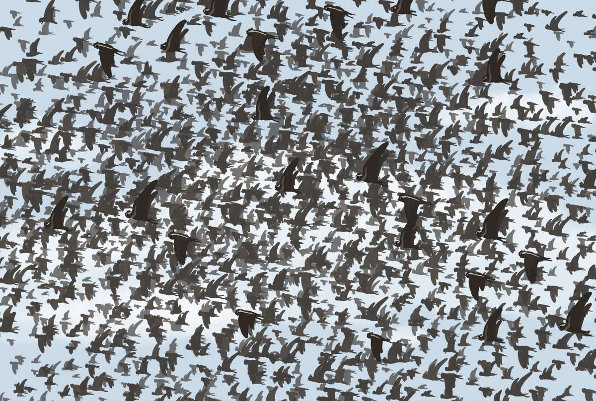 Luopterus - анурогнатидний птерозавр 🦤 Вимерлий світ