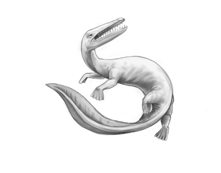 Mesosaurus — рання водна рептилія Mesosaurus 🦤 Вимерлий світ